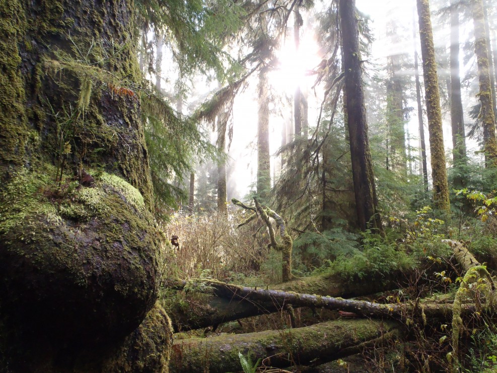 The turbulent history of Carmanah Valley – Martlet