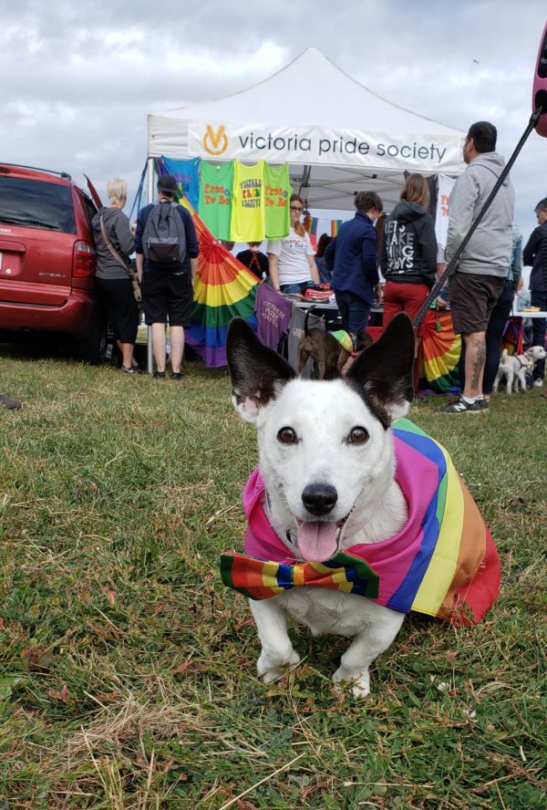 Victoria's Big Gay Dog Walk 2019 showcases dogs strutting in style Martlet