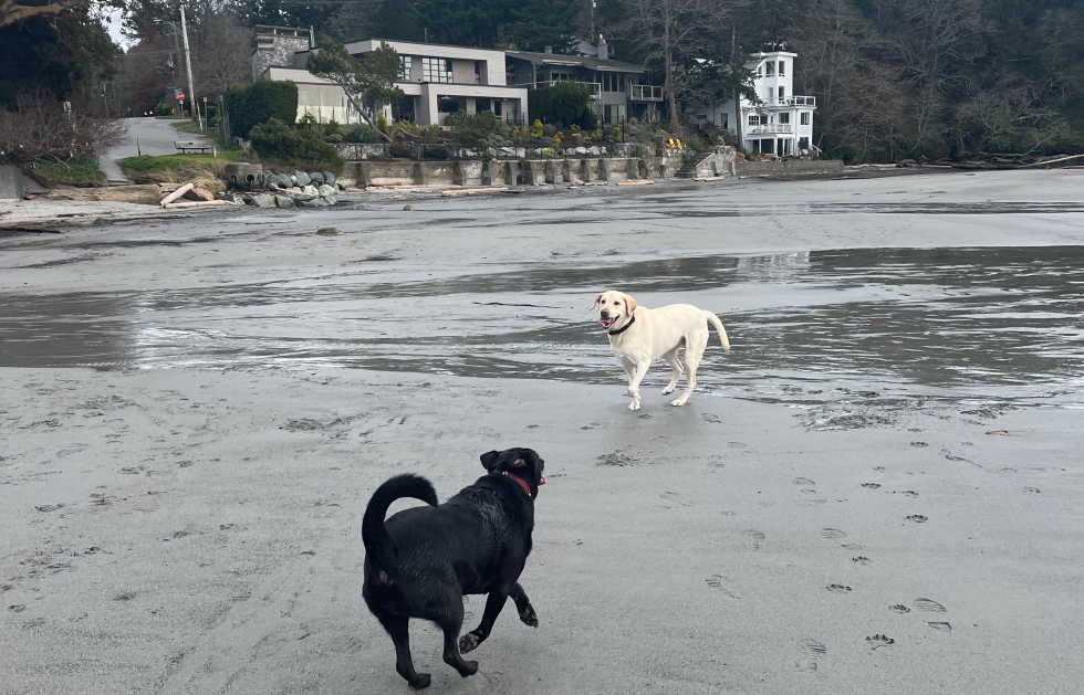 The best dog-friendly beaches and parks in Greater Victoria